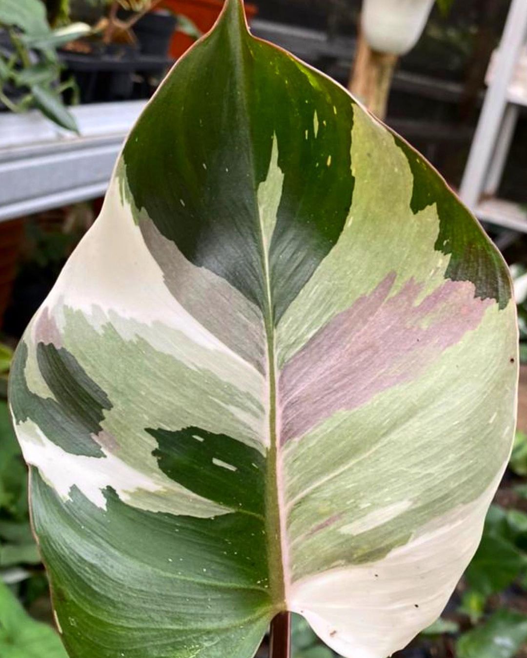 Philodendron White Knight Care and Growing Guide | Plantcarefully