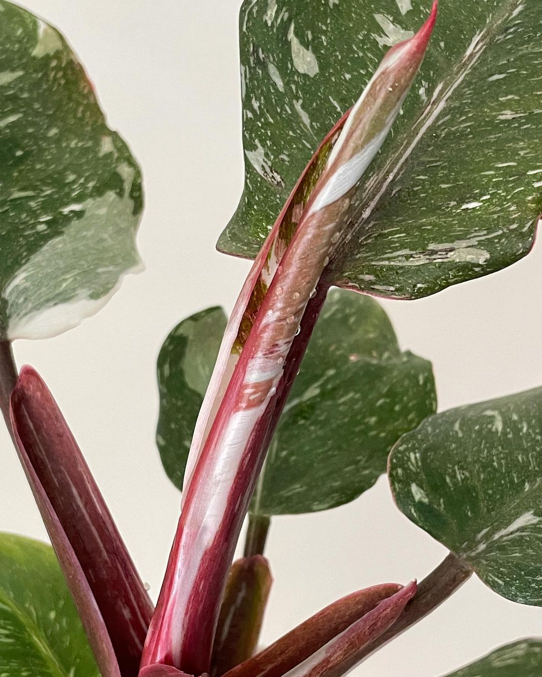 Philodendron White Knight Care and Growing Guide | Plantcarefully