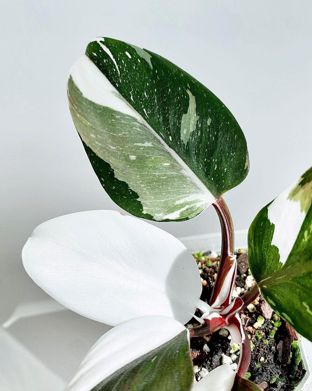 Philodendron White Knight Care and Growing Guide | Plantcarefully