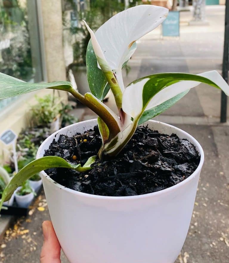 Philodendron White Knight Care and Growing Guide | Plantcarefully