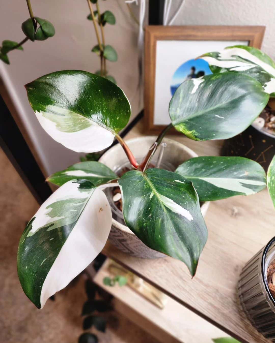 Philodendron White Knight Care and Growing Guide | Plantcarefully