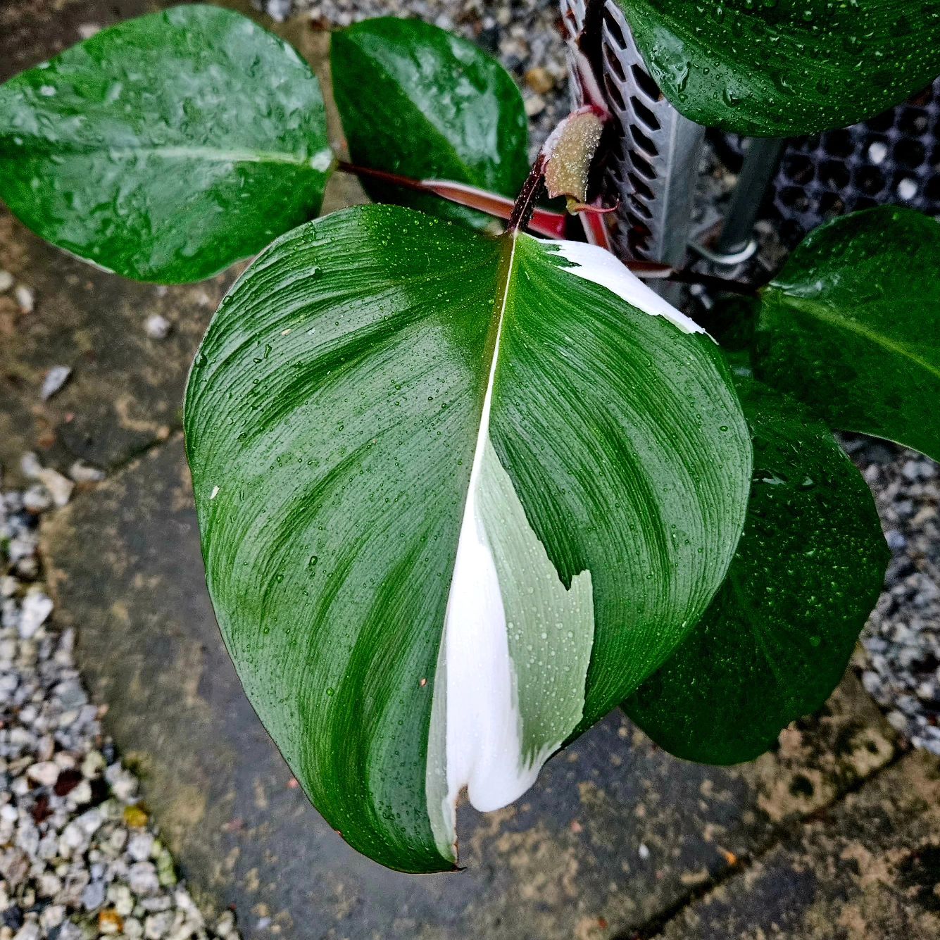 Philodendron White Knight Care and Growing Guide | Plantcarefully
