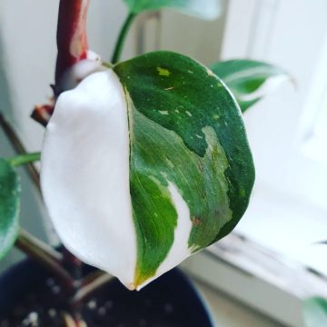 Philodendron White Knight Care and Growing Guide | Plantcarefully