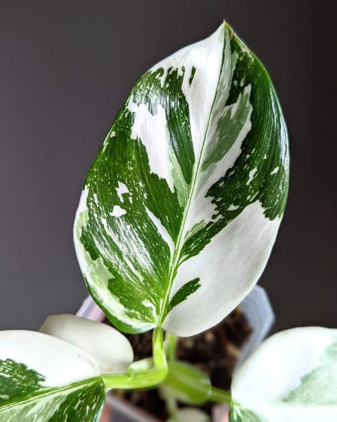 Philodendron White Wizard Care and Growing Guide | Plantcarefully