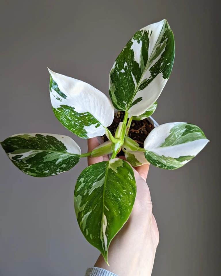 Philodendron White Wizard Care and Growing Guide | Plantcarefully
