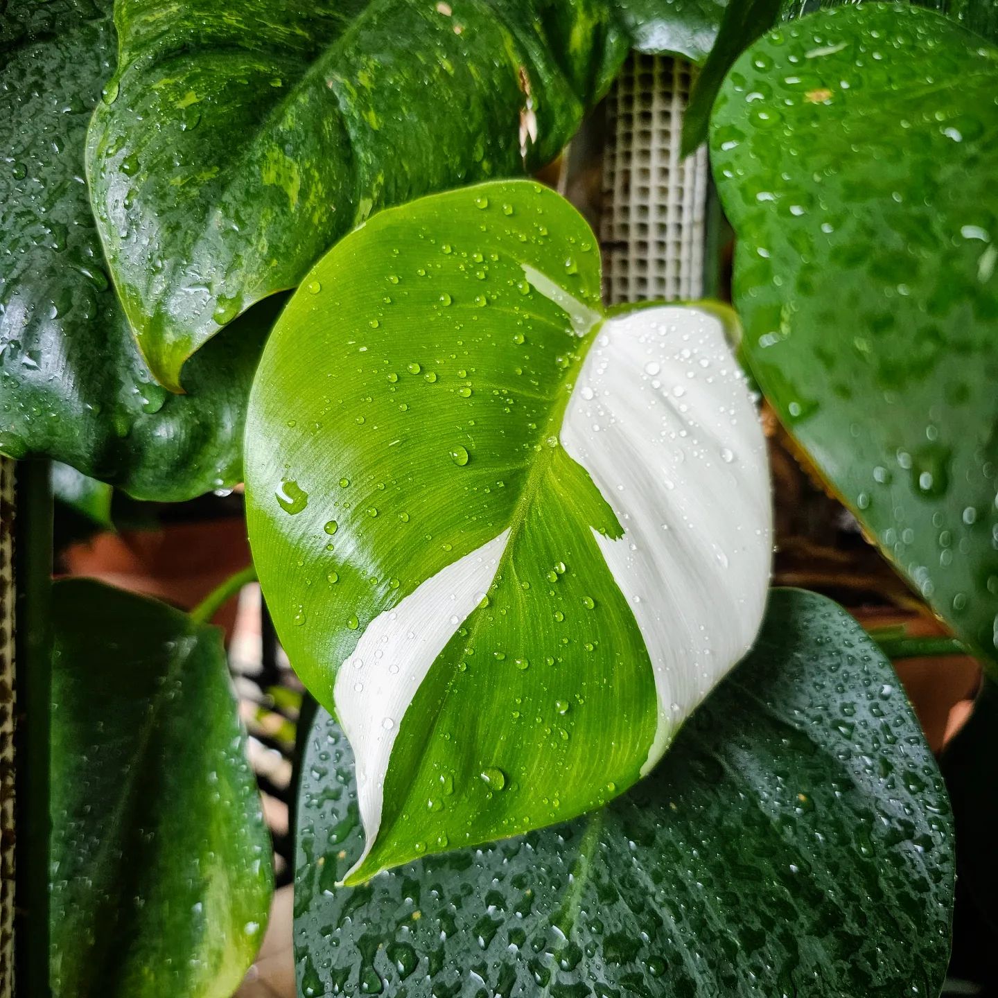 Philodendron White Wizard Care and Growing Guide | Plantcarefully