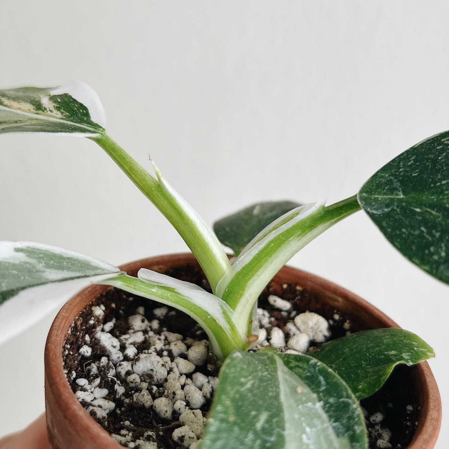 Philodendron White Wizard Care and Growing Guide | Plantcarefully