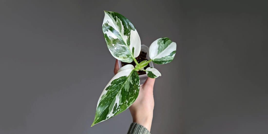 Philodendron White Wizard Care and Growing Guide | Plantcarefully