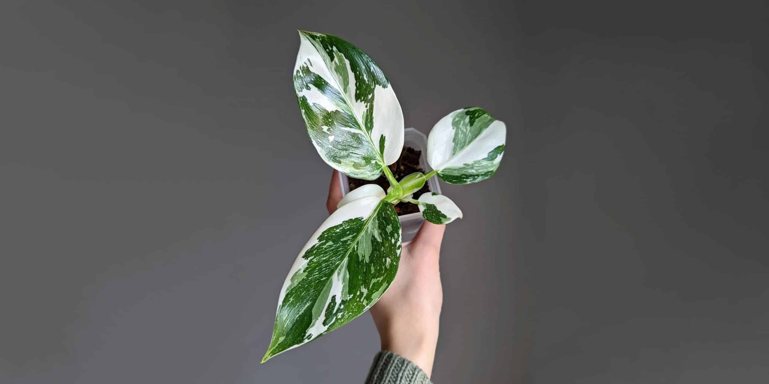 Philodendron White Wizard Care and Growing Guide | Plantcarefully