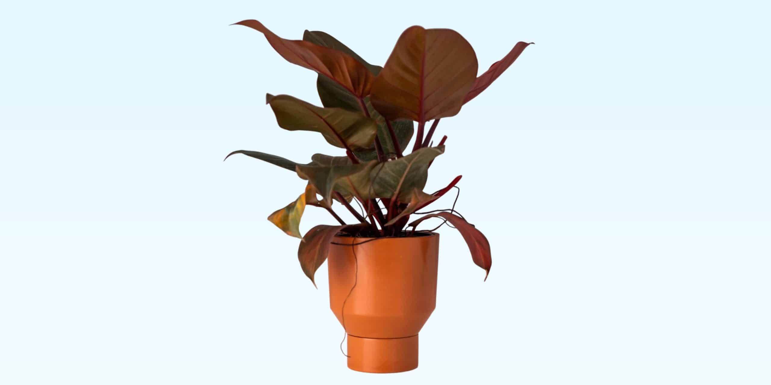 Imperial Red Philodendron Care and Growing Guide | Plantcarefully
