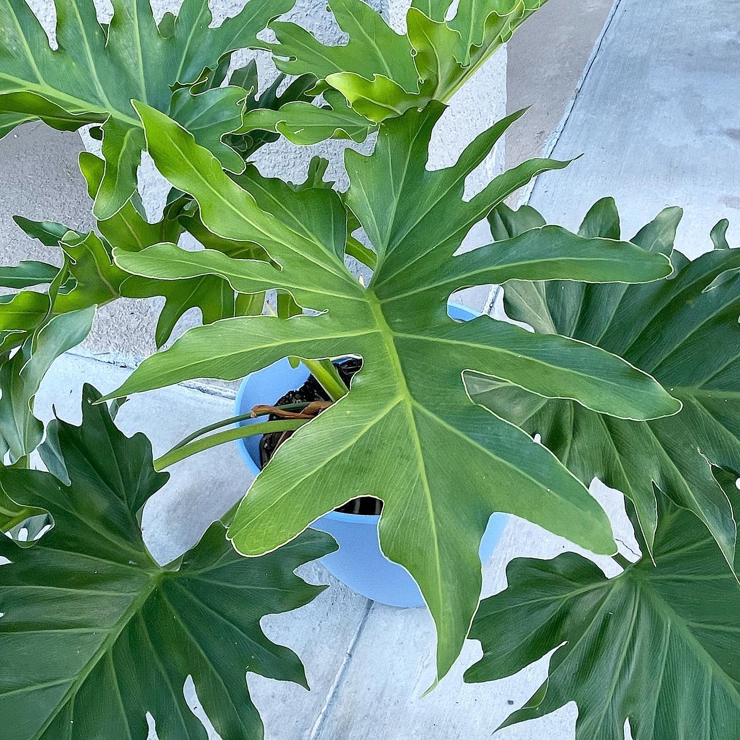 Philodendron Selloum: Plant Care & How to Grow | Plantcarefully