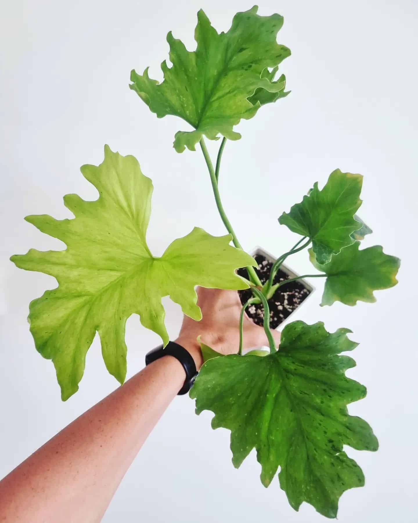 Philodendron Selloum: Plant Care & How to Grow | Plantcarefully