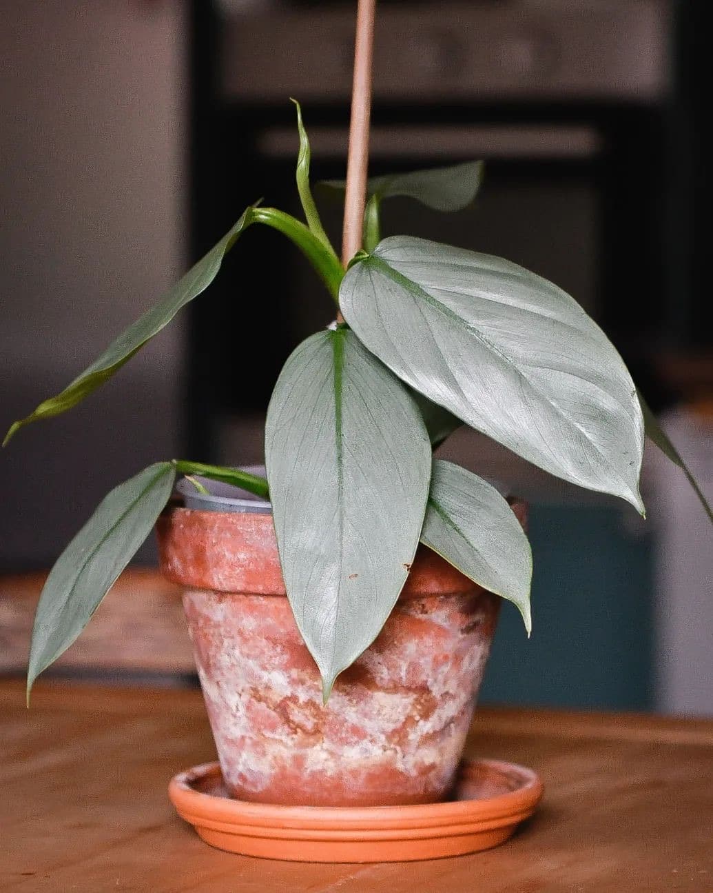 How to Care for Silver Sword Philodendron | Plantcarefully