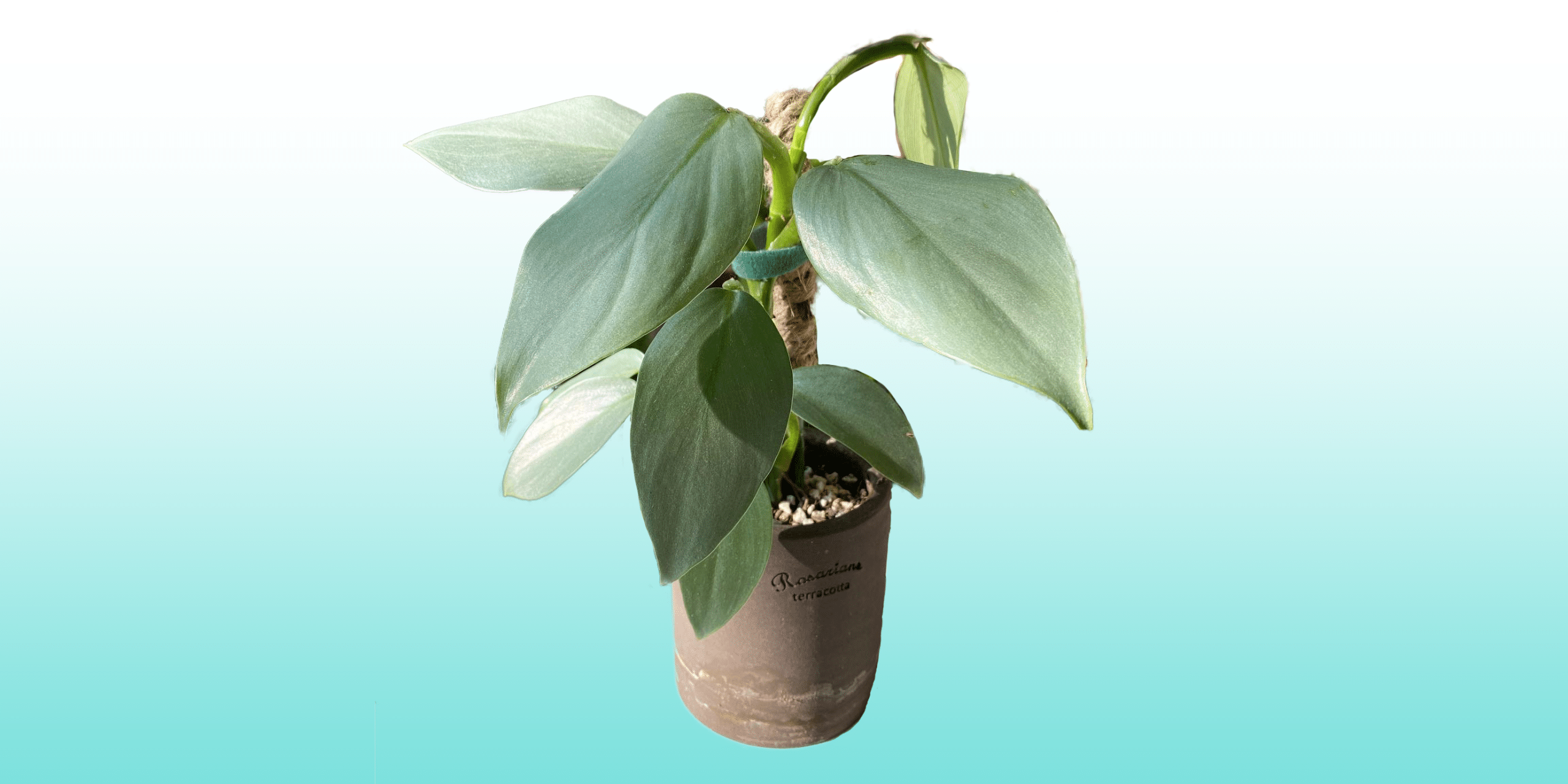 How to Care for Silver Sword Philodendron | Plantcarefully