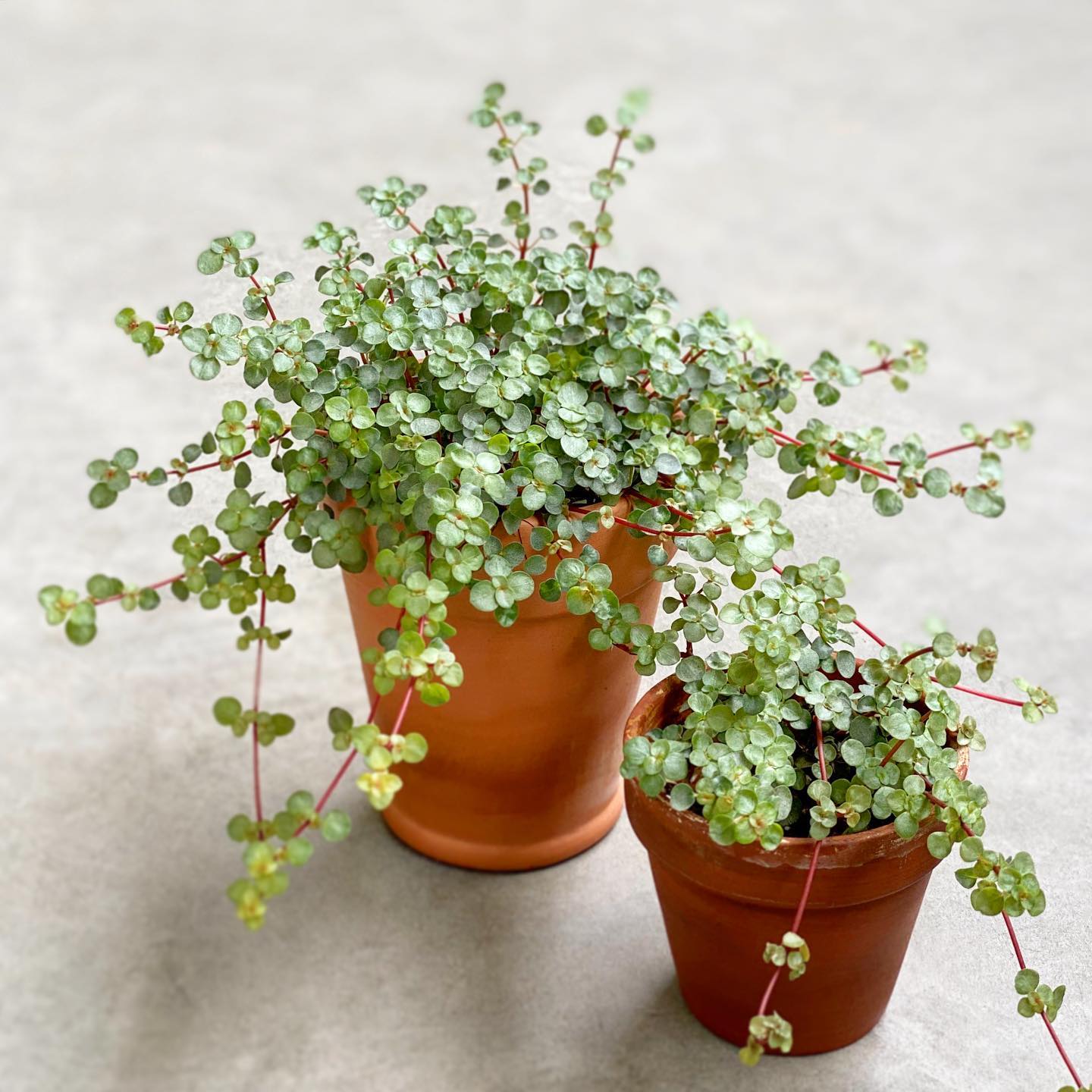 Pilea Glauca 'Aquamarine' Care and Growing Guide | Plantcarefully