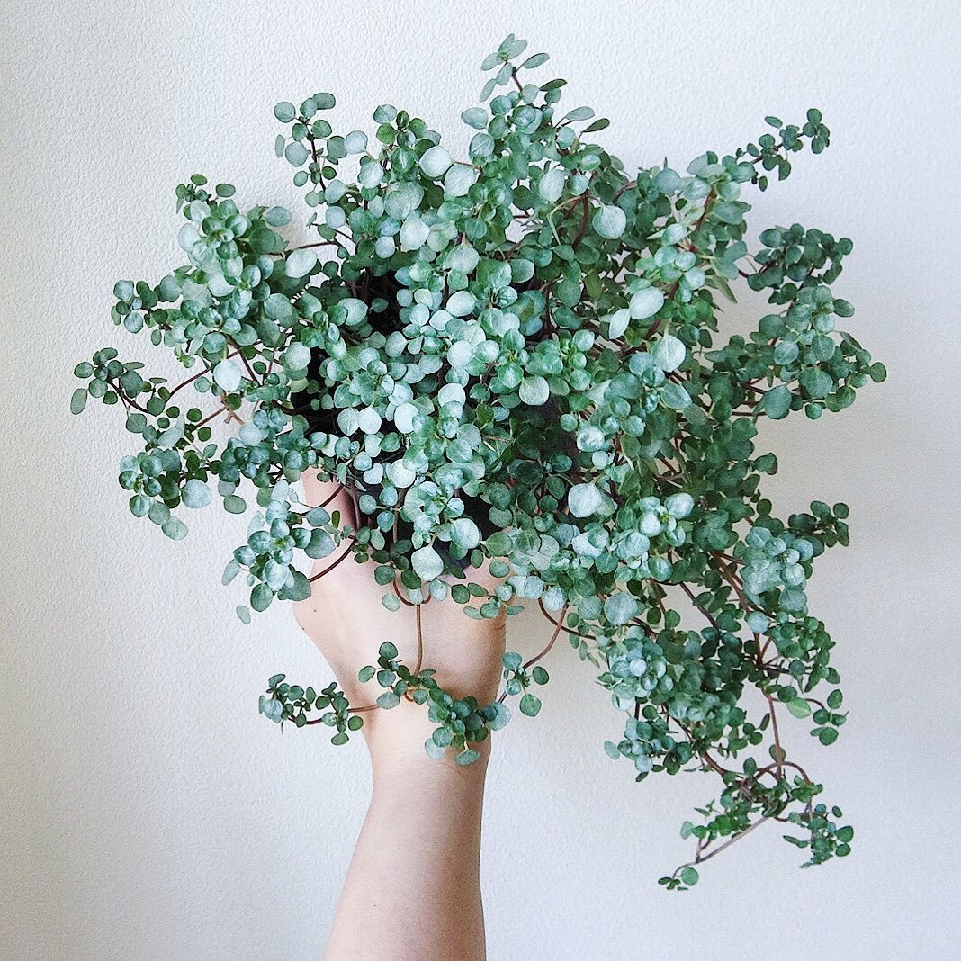 Pilea Glauca 'Aquamarine' Care and Growing Guide | Plantcarefully