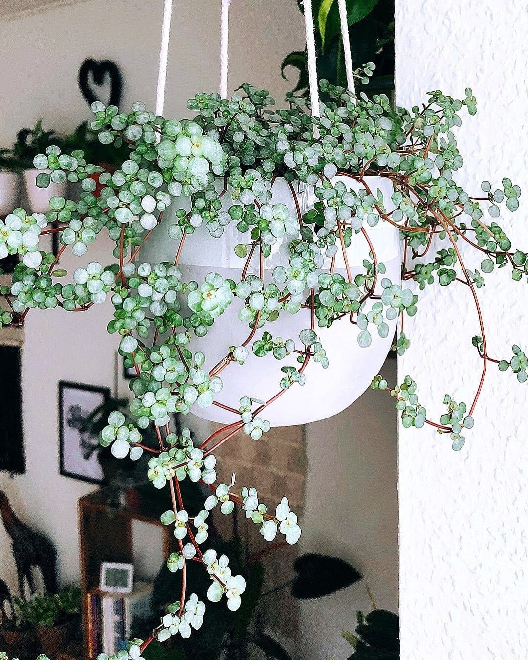 Pilea Glauca 'Aquamarine' Care and Growing Guide | Plantcarefully