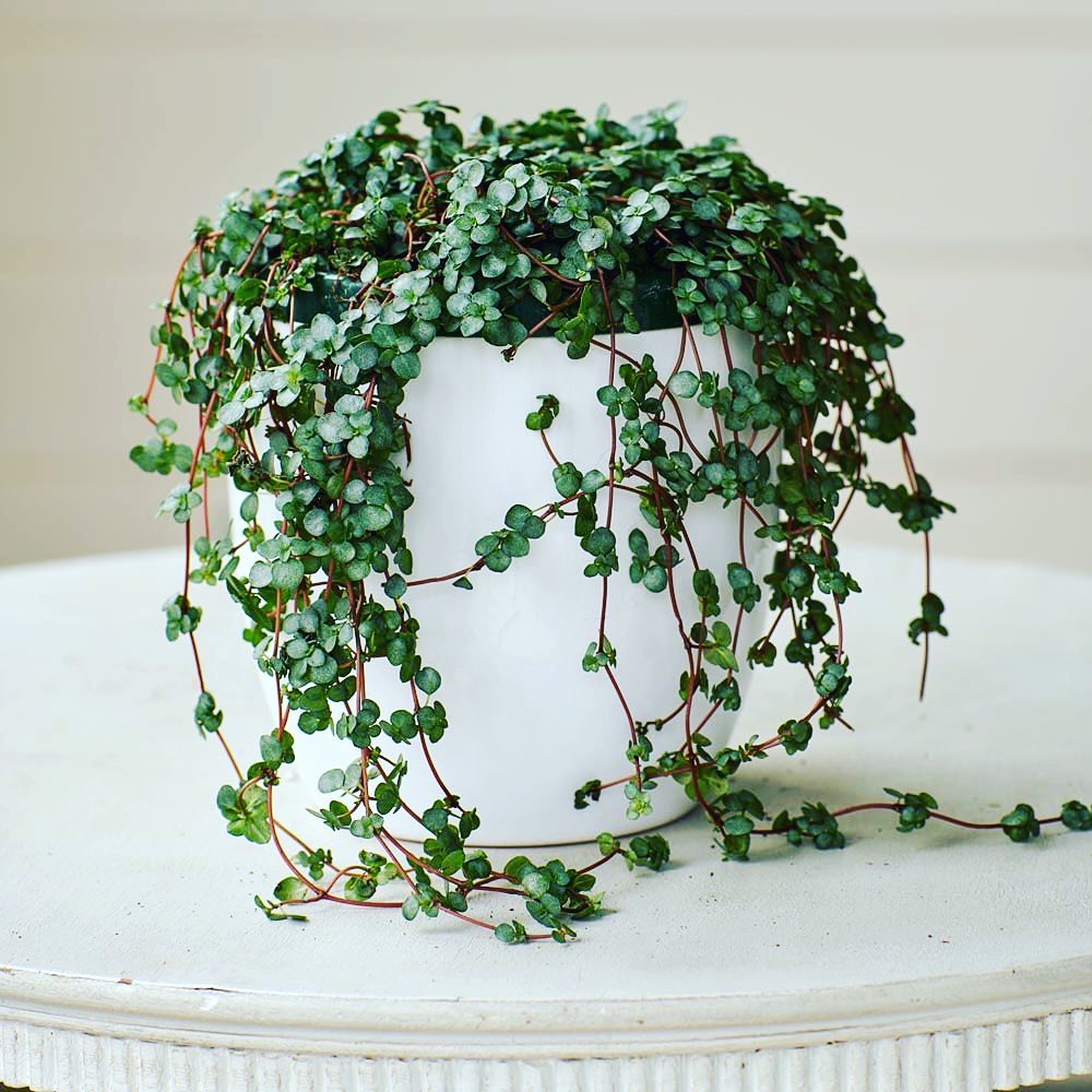 Pilea Glauca 'Aquamarine' Care and Growing Guide | Plantcarefully