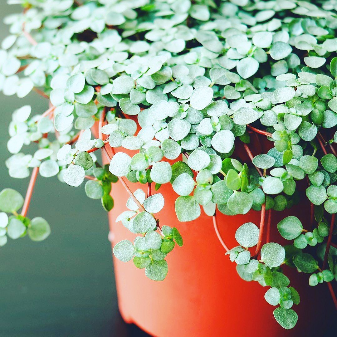 Pilea Glauca 'Aquamarine' Care and Growing Guide | Plantcarefully