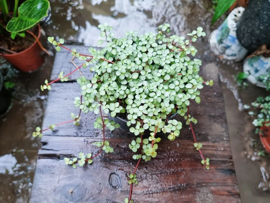 Pilea Glauca 'Aquamarine' Care and Growing Guide | Plantcarefully