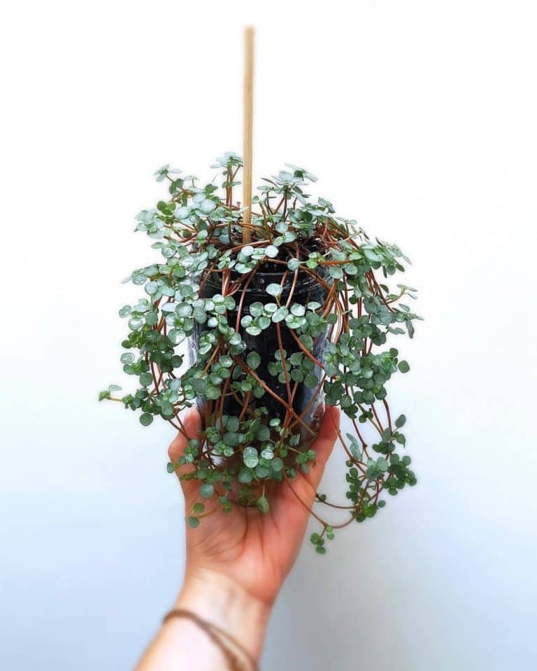 Pilea Glauca 'Aquamarine' Care and Growing Guide | Plantcarefully