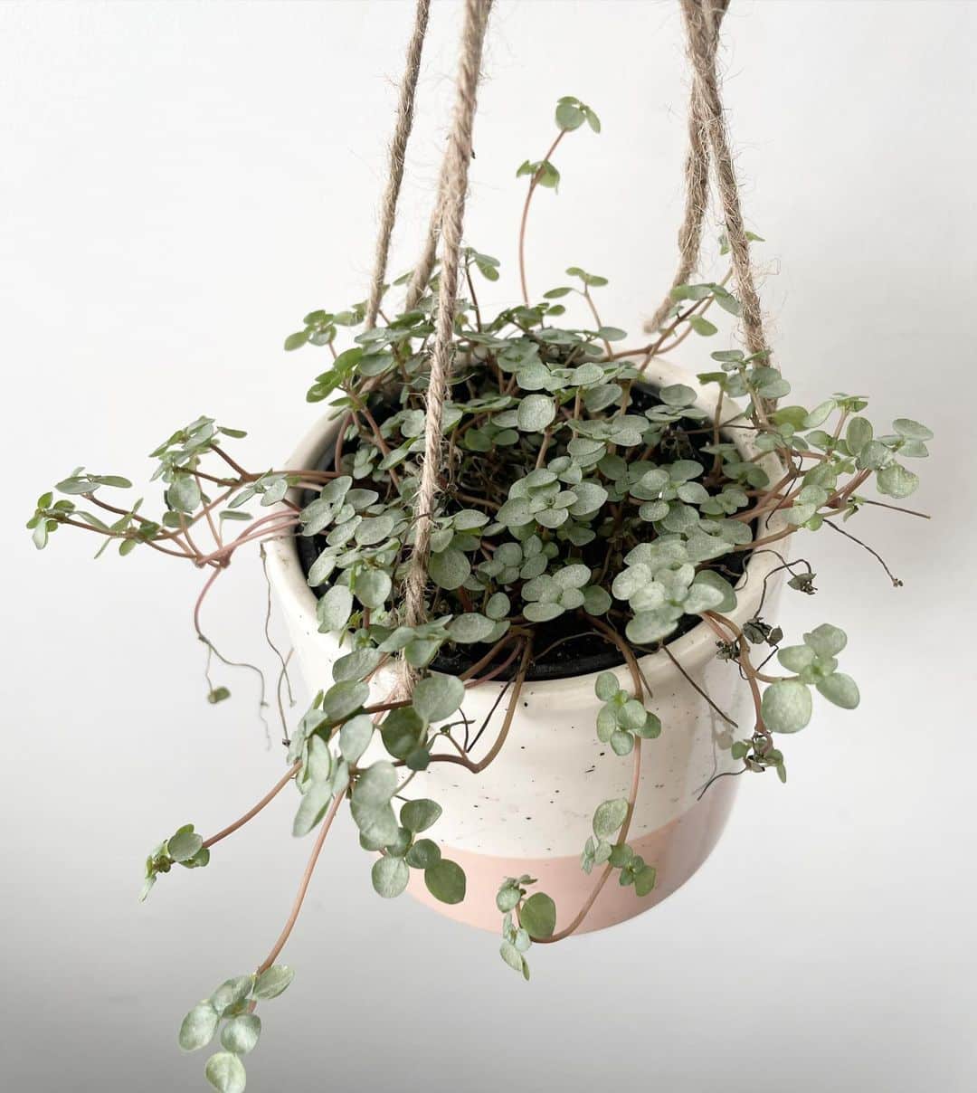 Pilea Glauca 'Aquamarine' Care and Growing Guide | Plantcarefully