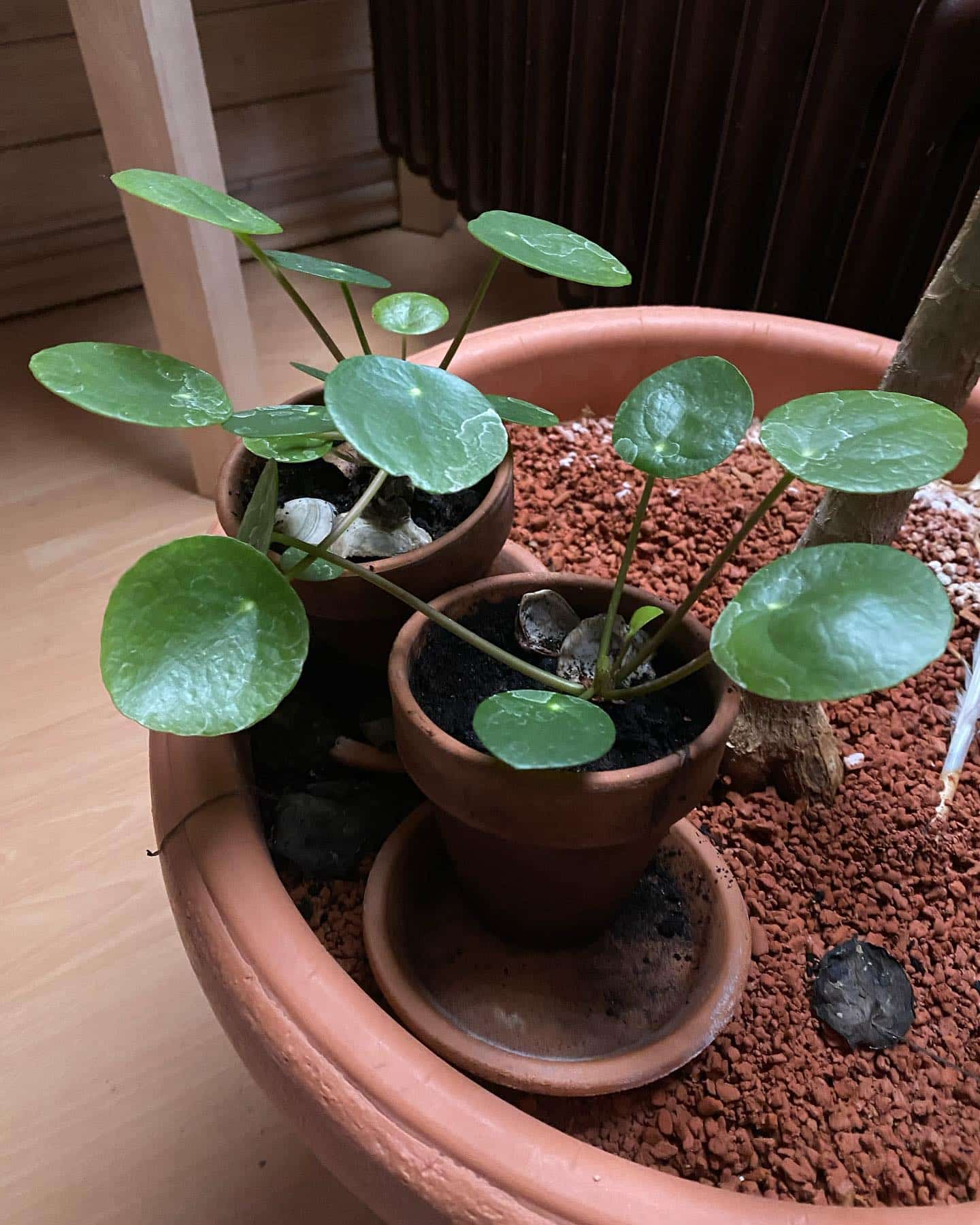 Growing Chinese Money Plant (Pilea Peperomioides) Indoors | Plantcarefully