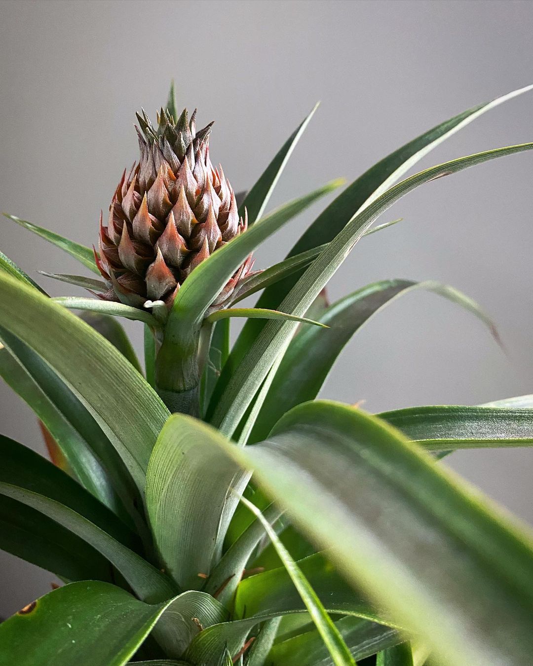 Pineapple Plant Care and Growing Guide | Plantcarefully