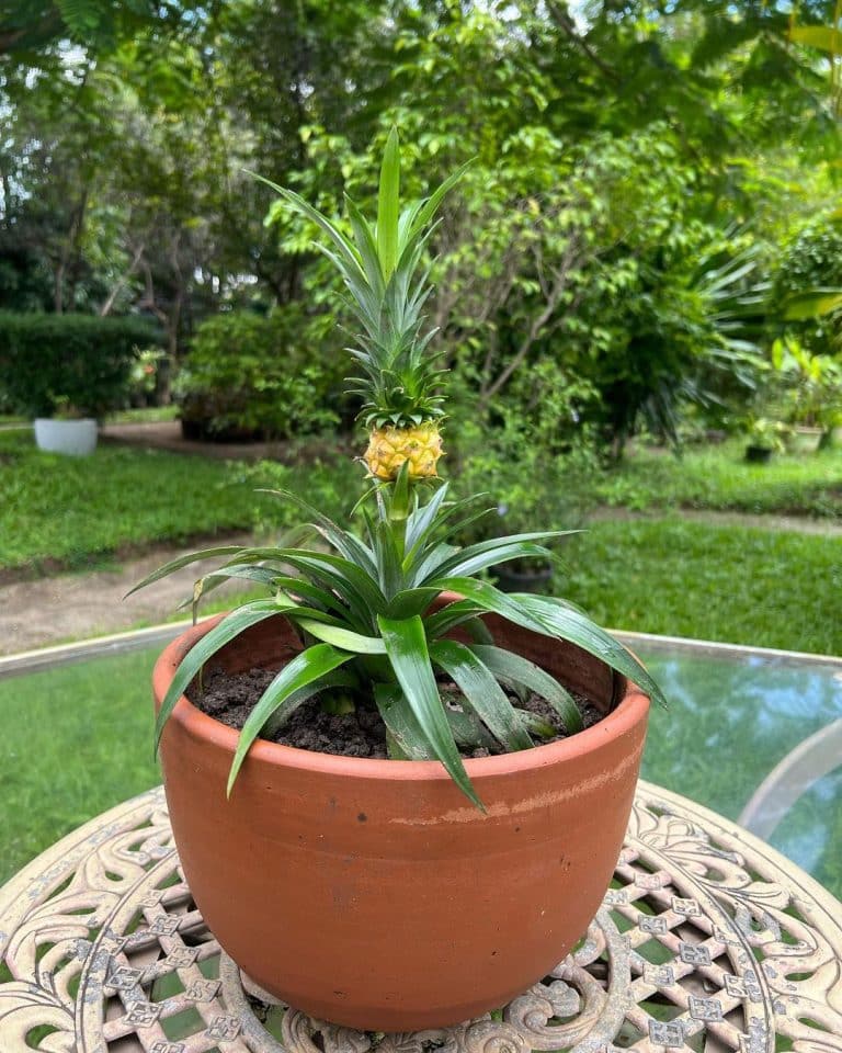 Pineapple Plant Care and Growing Guide | Plantcarefully