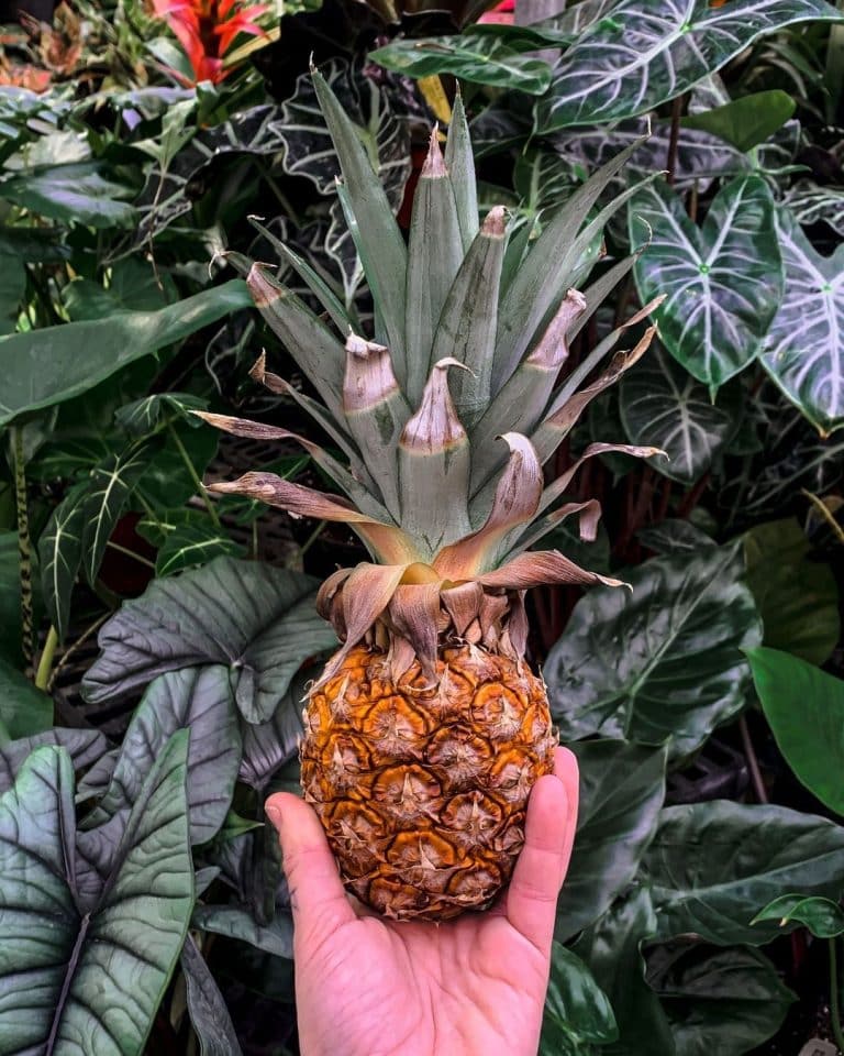 Pineapple Plant Care and Growing Guide | Plantcarefully