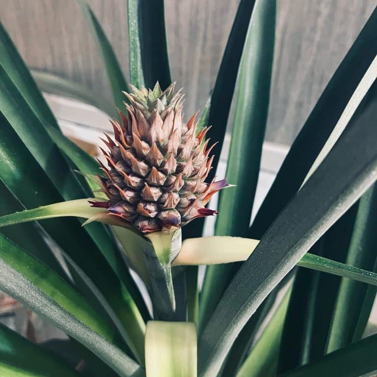 Pineapple Plant Care and Growing Guide | Plantcarefully