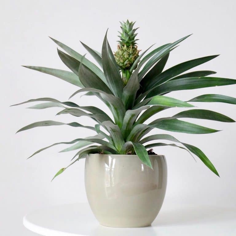Pineapple Plant Care and Growing Guide | Plantcarefully