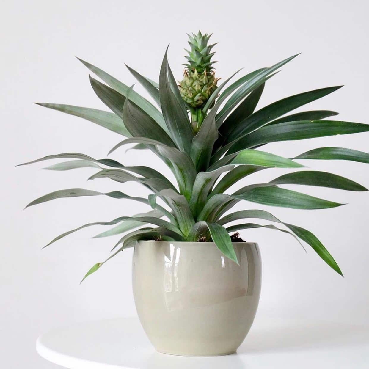 Pineapple Plant Care and Growing Guide | Plantcarefully