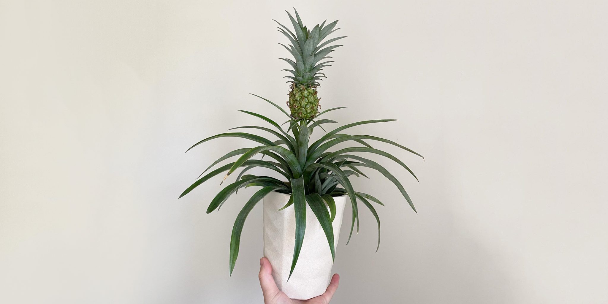 Pineapple Plant Care and Growing Guide | Plantcarefully