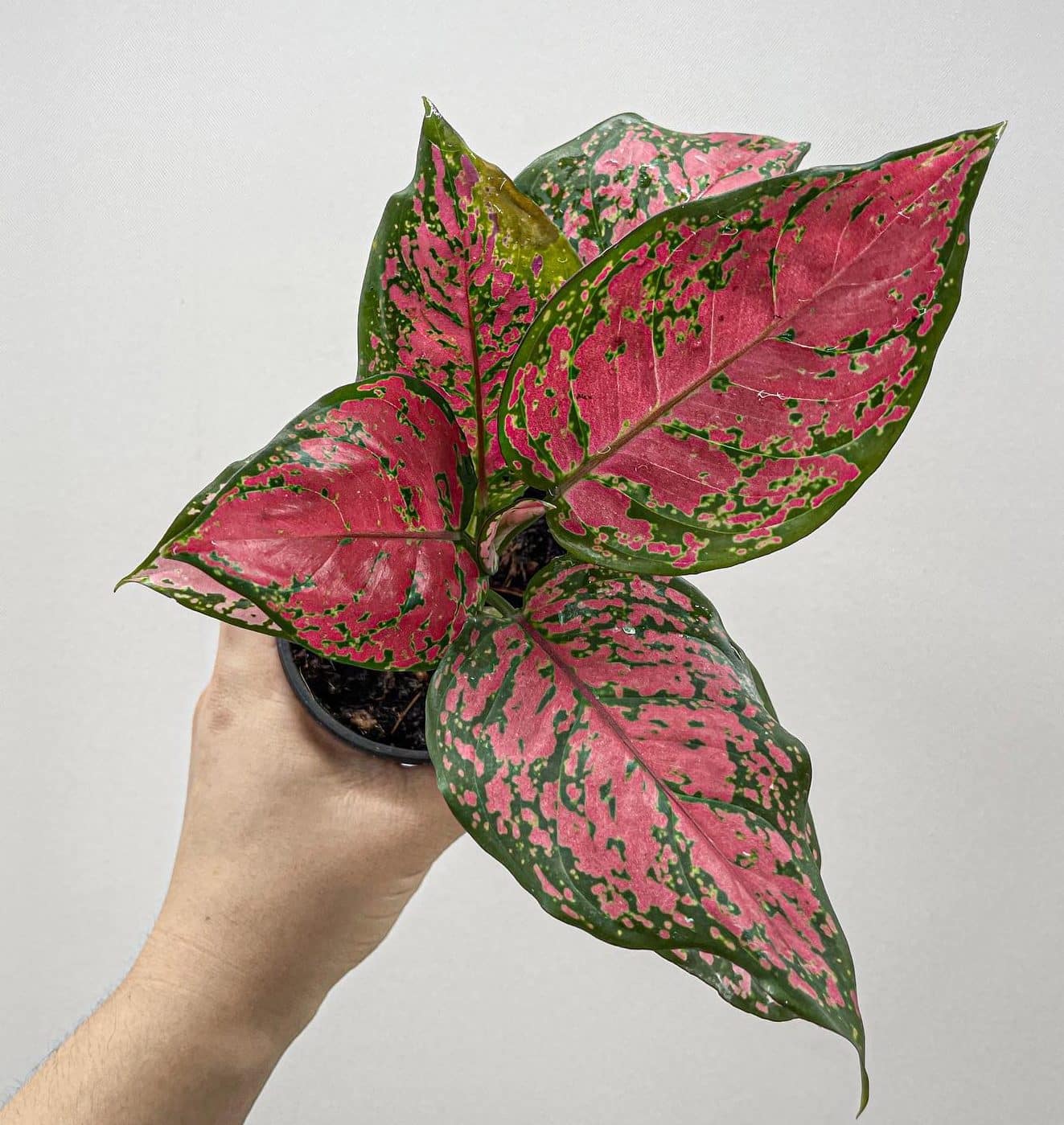 Chinese Evergreen: Plant Care and Growing Tips | Plantcarefully