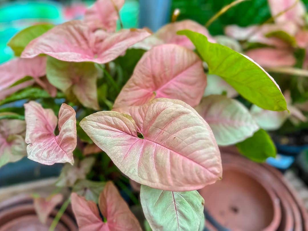 Pink Syngonium Care: Growing Every Variety | Plantcarefully