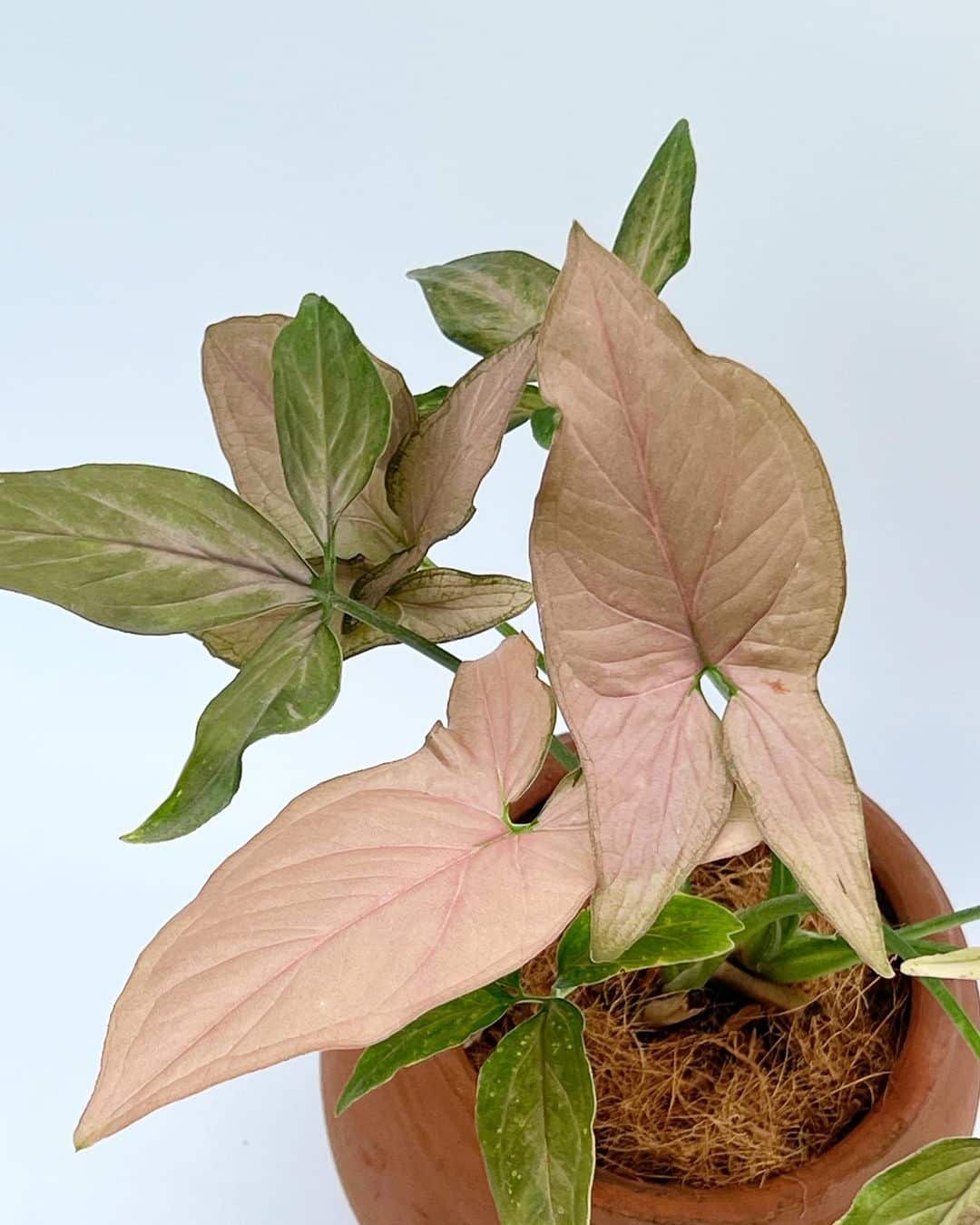 Pink Syngonium Care: Growing Every Variety | Plantcarefully