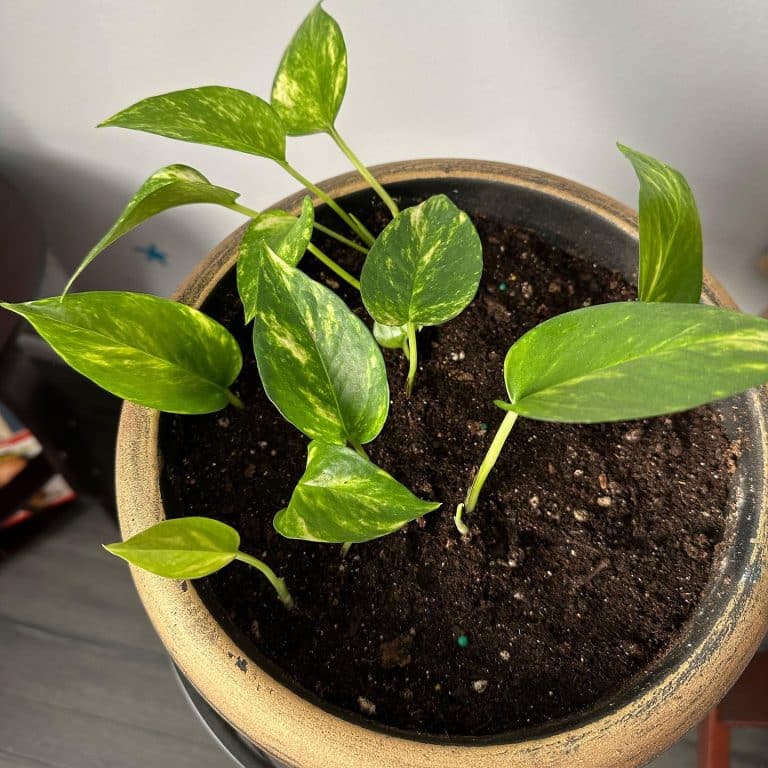 Pothos: Plant Care & How to Grow | Plantcarefully