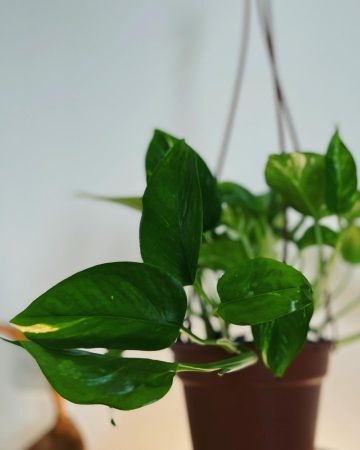 Pothos: Plant Care & How to Grow | Plantcarefully