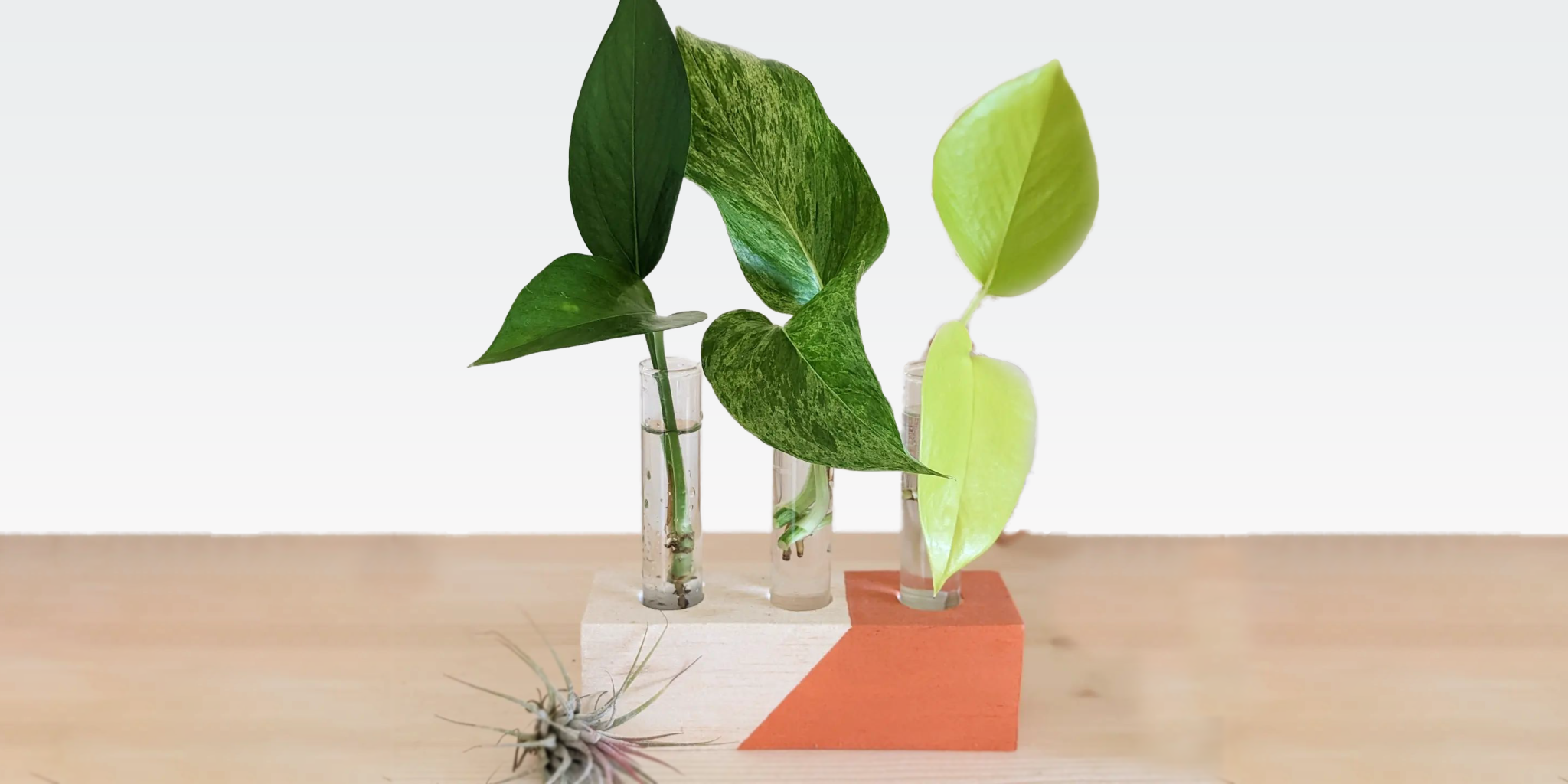 Pothos: Plant Care & How to Grow | Plantcarefully