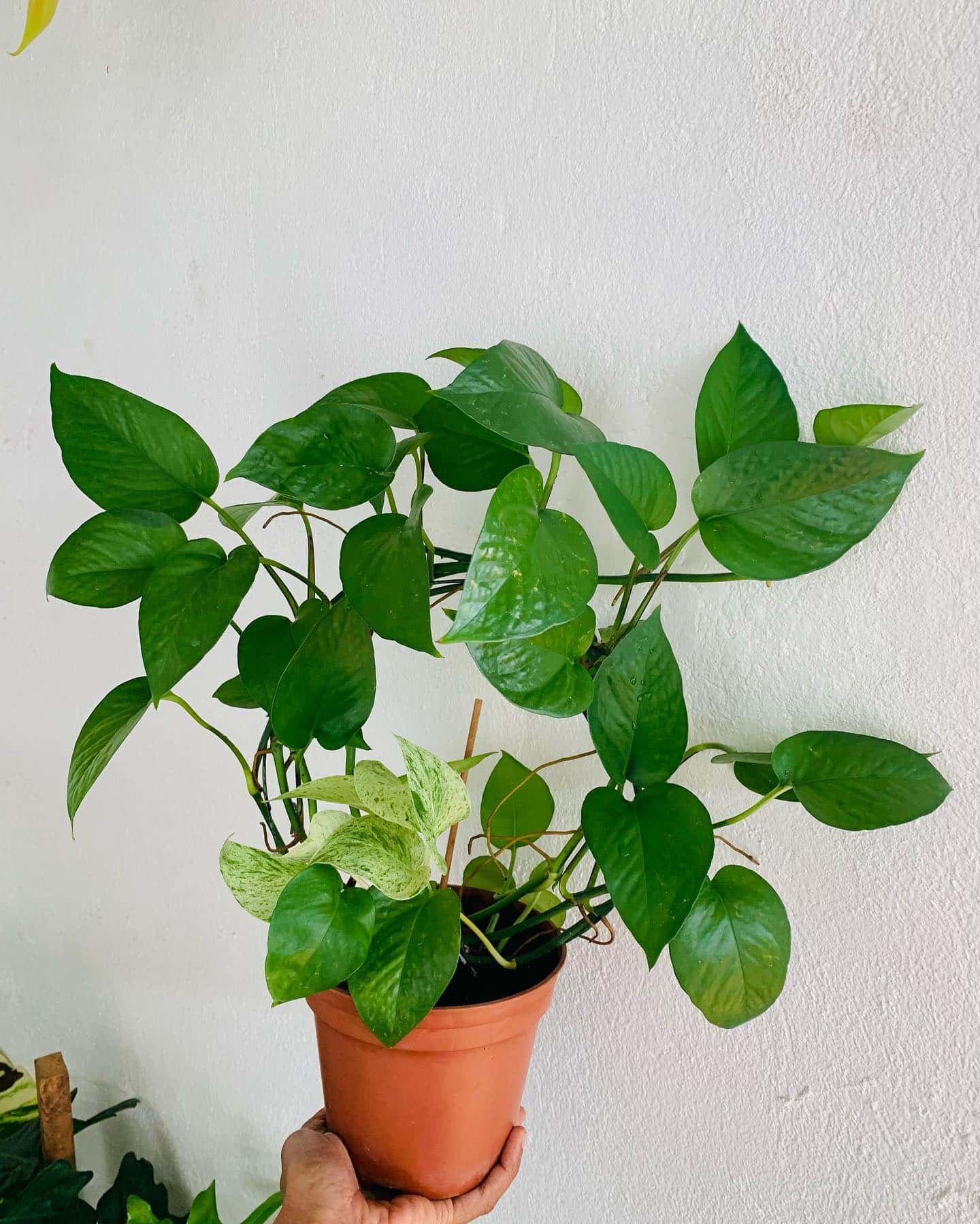 Pothos: Plant Care & How to Grow | Plantcarefully