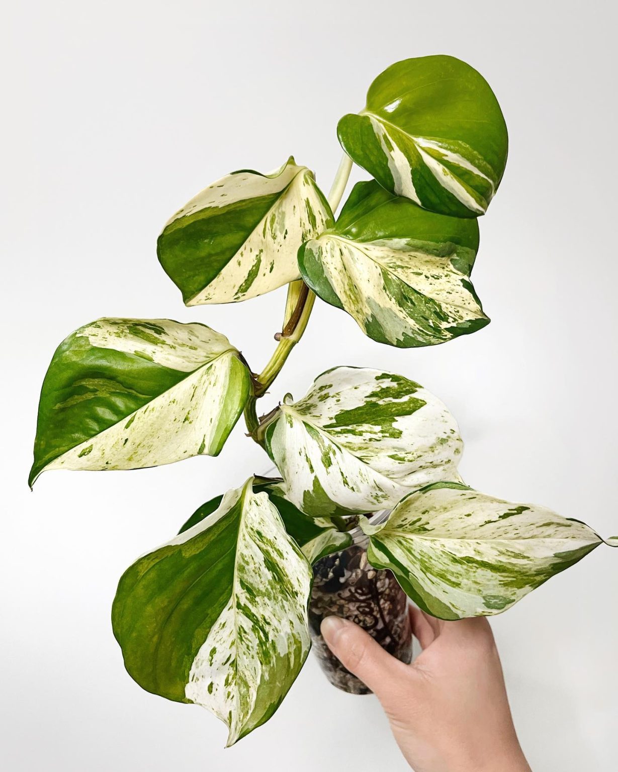 Pothos: Plant Care & How to Grow | Plantcarefully