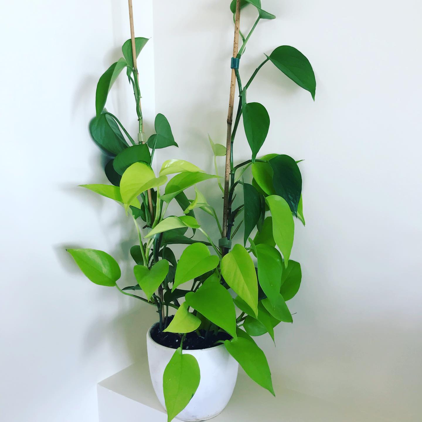 Pothos: Plant Care & How to Grow | Plantcarefully