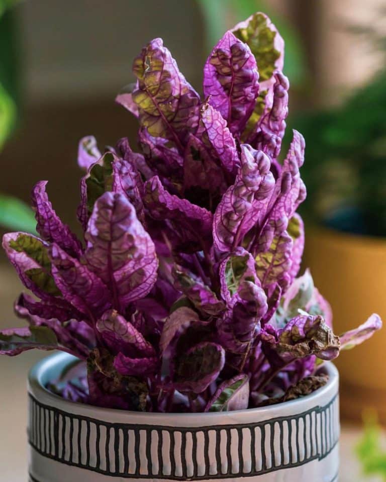 Purple Waffle Plant Care and Growing Guide | Plantcarefully