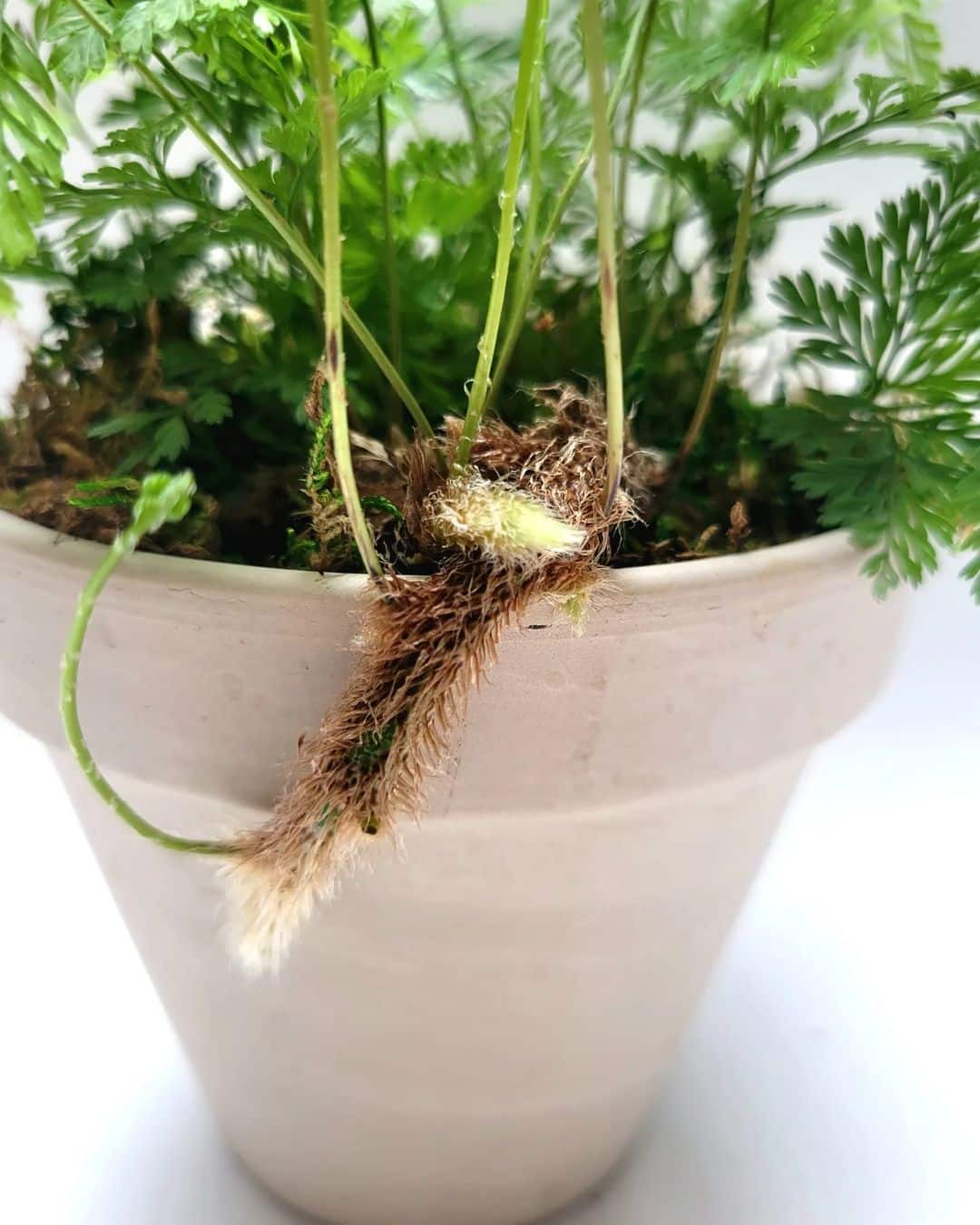 Rabbit's Foot Fern Care and Growing Guide | Plantcarefully