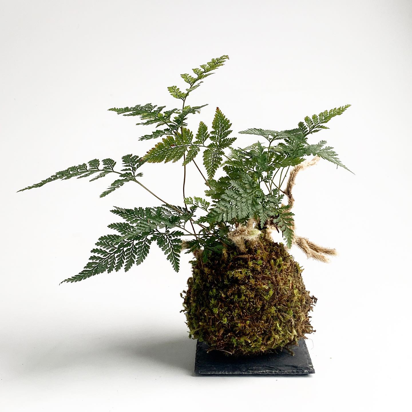 Rabbit's Foot Fern Care and Growing Guide | Plantcarefully