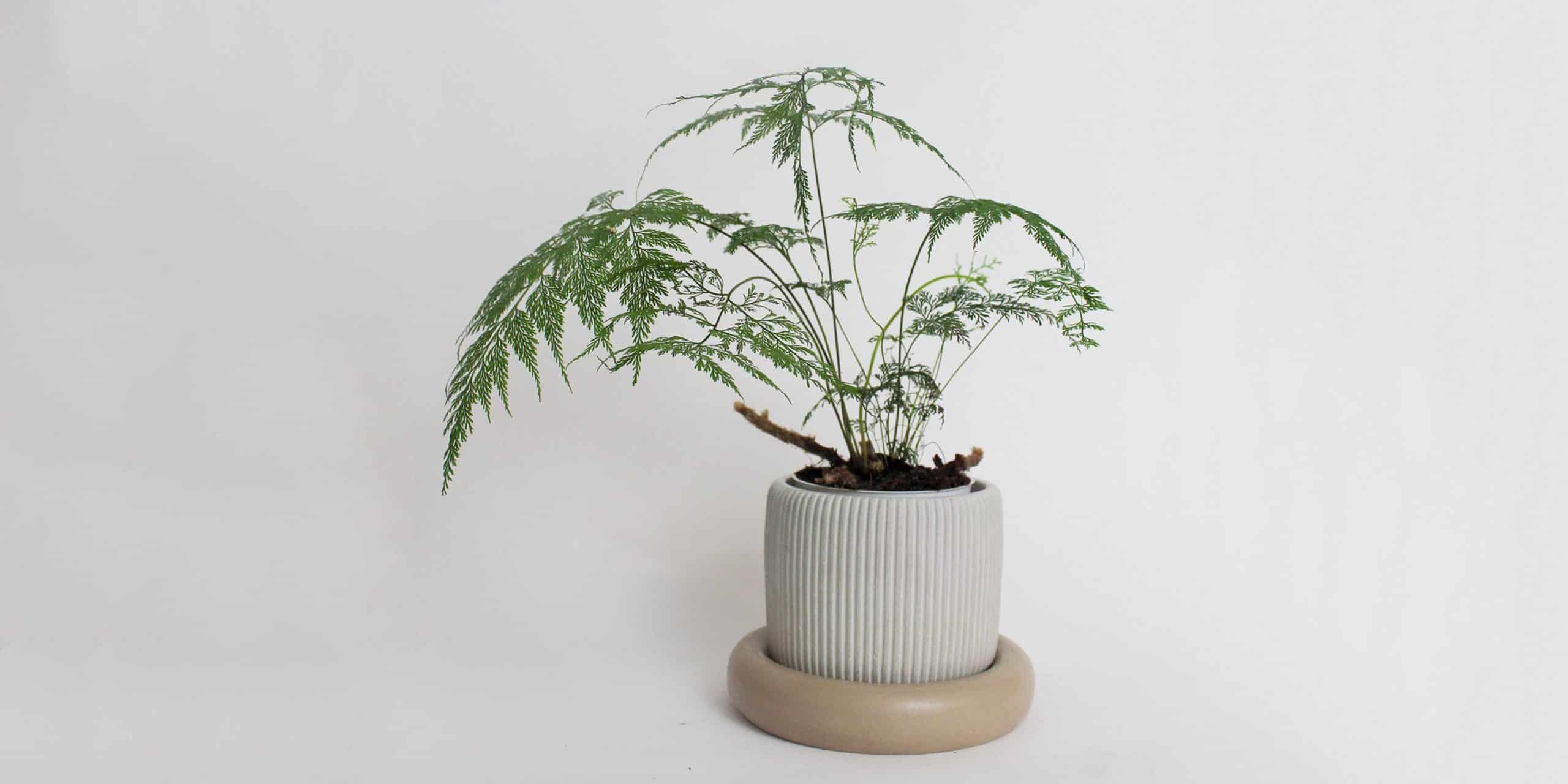 Rabbit's Foot Fern Care and Growing Guide | Plantcarefully