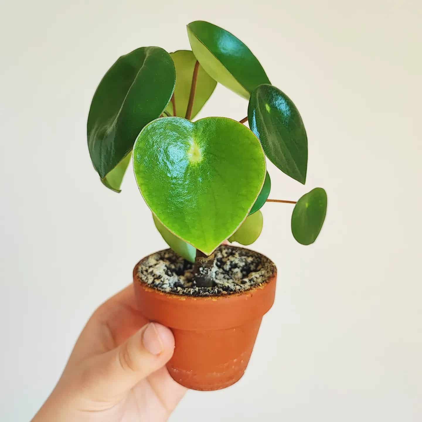 Raindrop Peperomia Care: Growing Peperomia Polybotrya | Plantcarefully