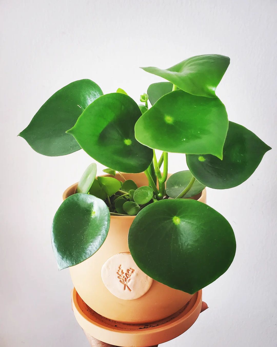 Raindrop Peperomia Care: Growing Peperomia Polybotrya | Plantcarefully
