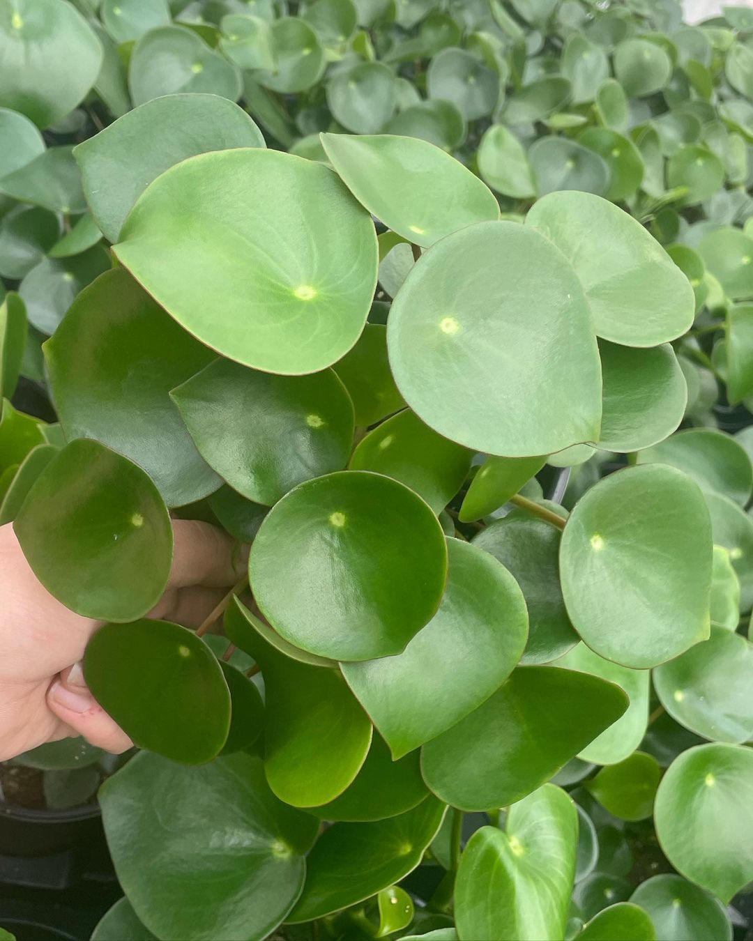 Peperomia Plants: How to Care and Find Your Perfect Plant | Plantcarefully